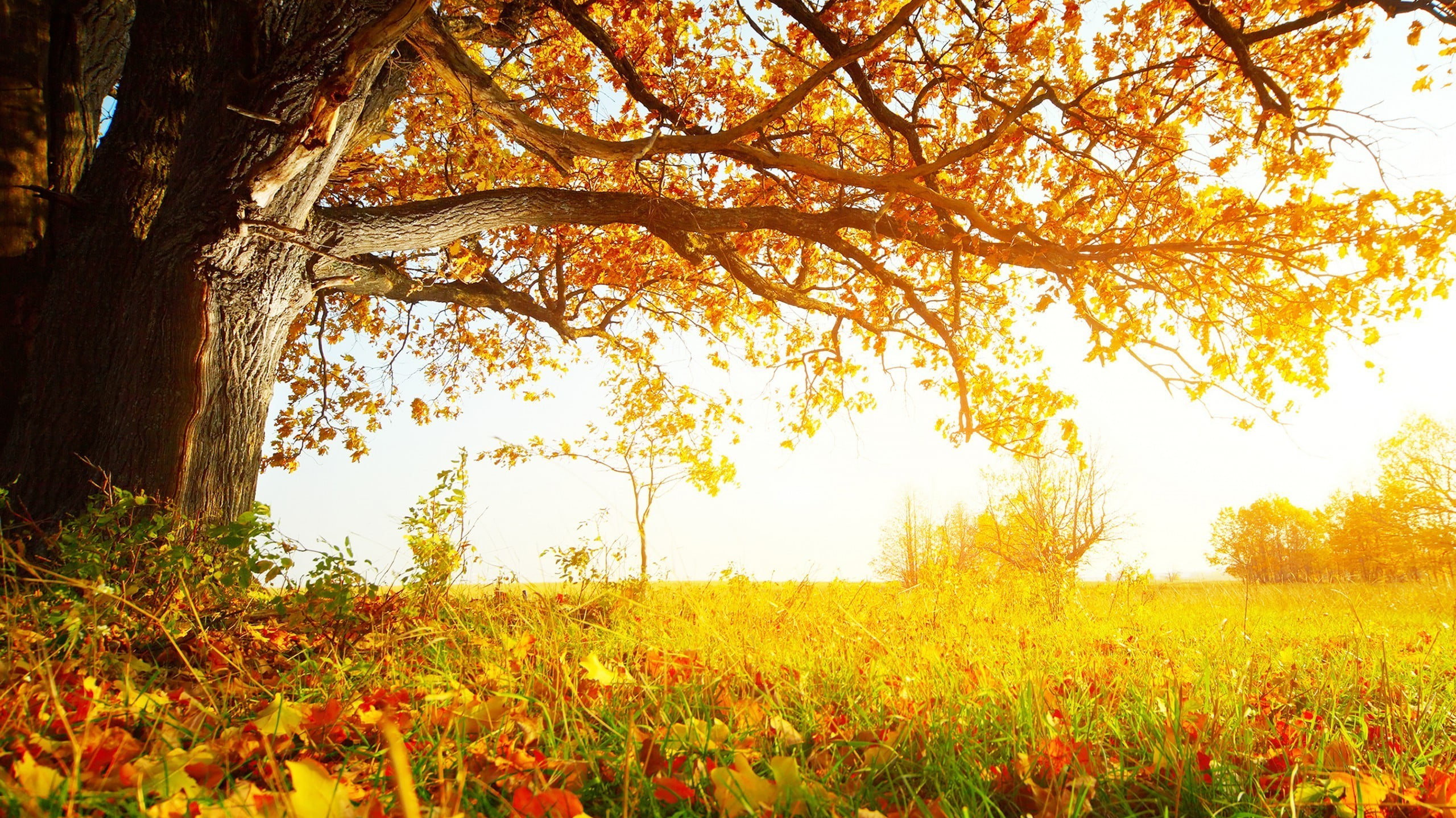trees-hd-photos – WAHDAH INSPIRASI ZAKAT